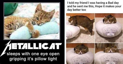 Feline Funny 20 Purr Fect Cat Memes Thatll Have You Purring With