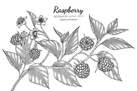 Premium Vector Raspberry Hand Drawn Botanical Illustration With Line Art On White