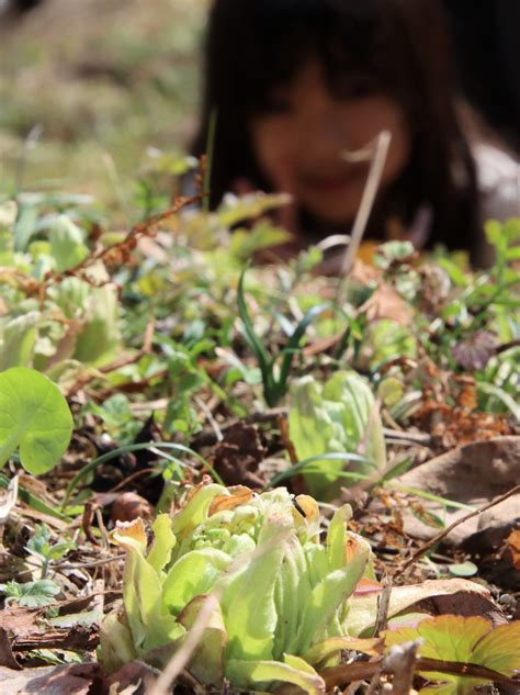 「春」見っけ 里山に「フキノトウ」芽吹く 2月4日は「立春」 丹波新聞