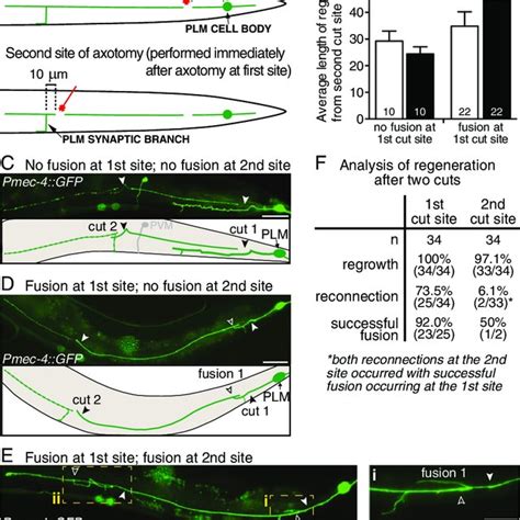 Axonal Fusion Facilitates Regrowth From A Second Site Of Axotomy A
