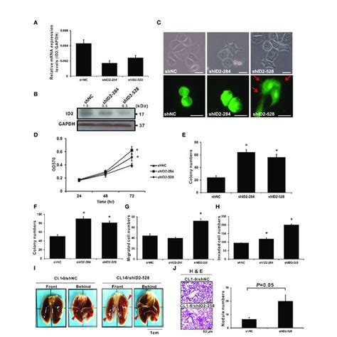 Knockdown Of Id2 Expression Promoted In Vitro And In Vivo Lung Download Scientific Diagram