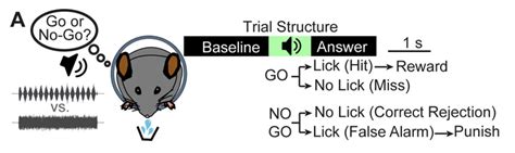 Surprising Role Of Auditory Neurons In Learning Revealed By Study In Mice Hearing Health