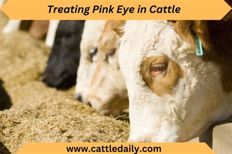 Pink Eye In Cattle Treatment And Prevention