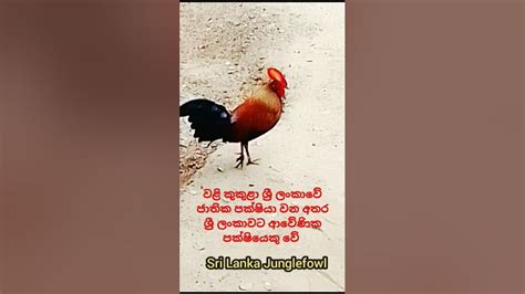 ජාතික පක්ෂියා Sri Lanka Junglefowl Birds Shorts 🐓🐓🐓🐓🐓🐓 Youtube