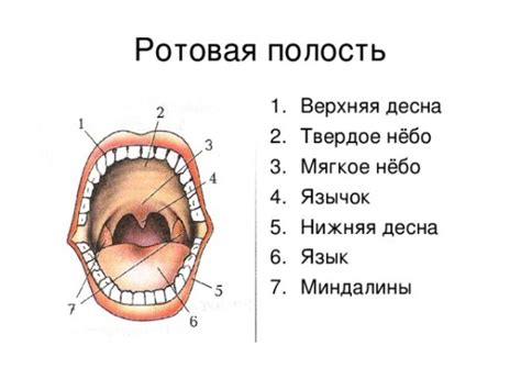 Ротовая полость рисунок 44 фото