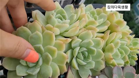 걸이대다육웃자란덴트라잼축전분갈이휴밀리스황홀한연꽃화이트그리니 Youtube