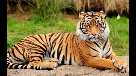 Royal Bengal Tiger 1280x720 Wallpaper