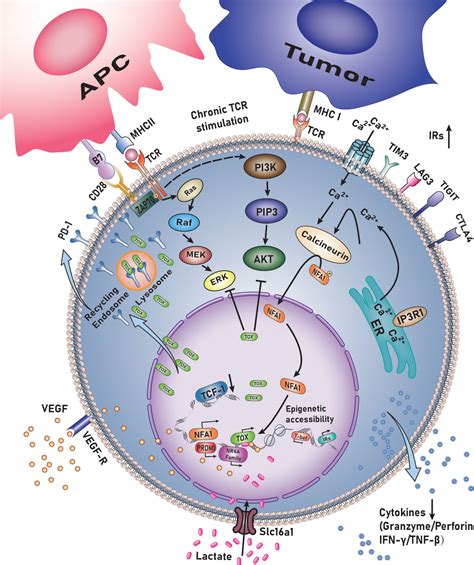 frontiers tox regulates t lymphocytes differentiation and its