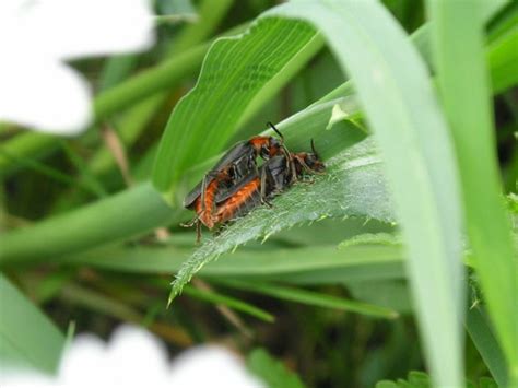 Tapeta Na Plochu Počítače Zvířecí Sex PŘÍrodacz