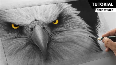 How To Draw Realistic Eagles