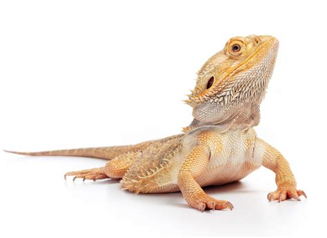 Bearded Dragon Sexing Scales And Tails Of Ohio
