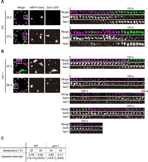 4d Observation Reveals The Defect Of Cisternal Maturation In The α Cop Download Scientific