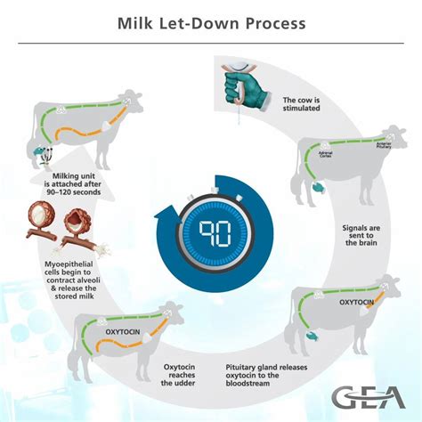 Cow Milk Production Process Cow Milk Production Process
