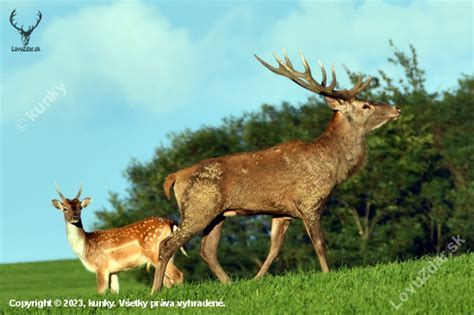 Jeleň A Daniel Poľovnícka Fotografia Fotka Poľovnícke Foto 383961