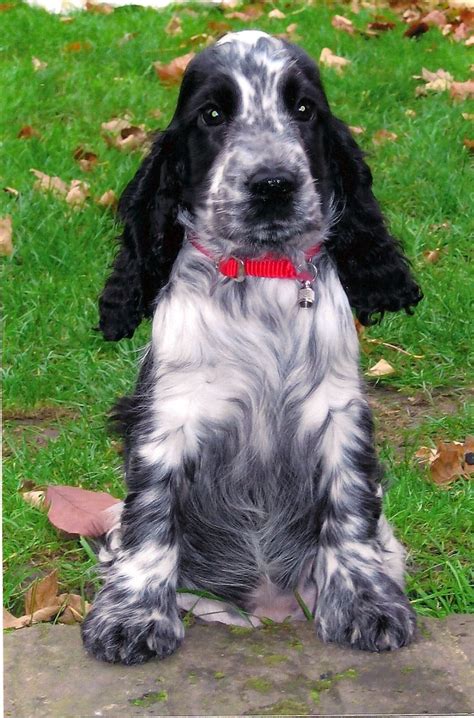 Stella ~ English Cocker Spaniel Pup ~ Classic Look And Trim Cocker