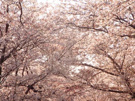哲学の道の二つの顔 京都の観光名所の写真