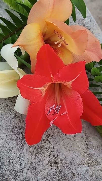 ලස්සනට පිපුණු වන මල් Flowers Natureflowers Naturephotography Garden Youtube