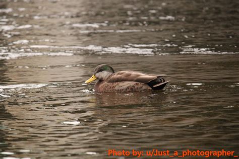 Intersex Mallard Duck Rtheclickowo