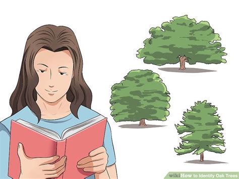 Ways To Identify Oak Trees WikiHow