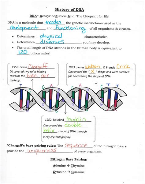 Practice Dna Structure And Replication Worksheet Answers Printable
