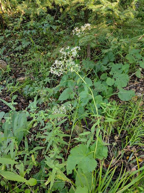 东风菜日月峡国家森林公园 中国自然保护区生物标本资源共享平台