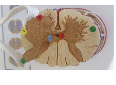 Spinal Cord Pt 2 Diagram Quizlet