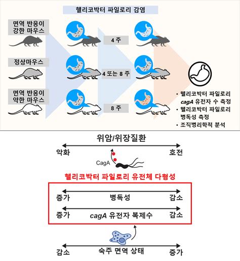 헬리코박터 파일로리 Caga 유전자 수 면역 상태 따라 변화한다” 헬스코리아뉴스