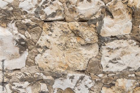 Stonewall With A Fossilized Snail Like Shell Of A Once Living Creature