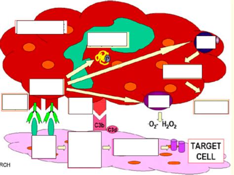 Diagram Of Type Ii Hypersensitivity Quizlet