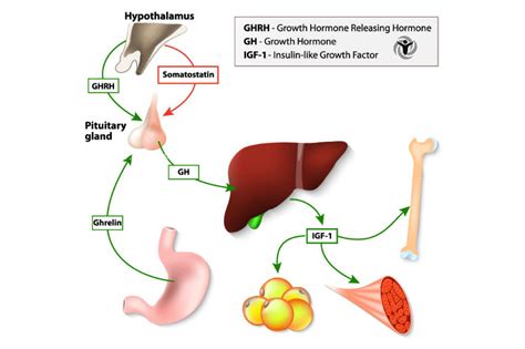 Signs Of Imbalanced Hormones You Should Never Ignore