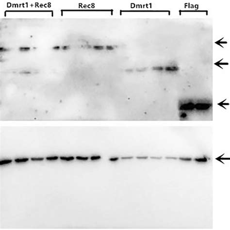 Transcriptional Profiles Of Spermatogenesis Related Genes In The Download Scientific Diagram