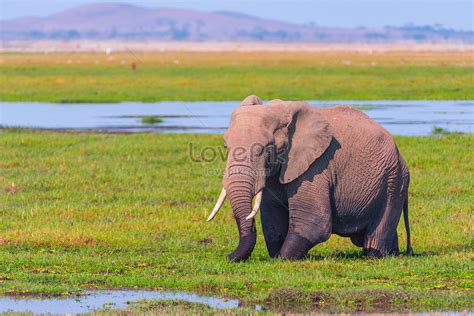 코끼리 사진 무료 다운로드 Lovepik