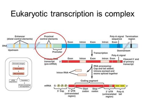 eukaryotic gene structure pptx genetics science