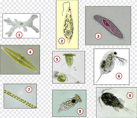Organisasi Organisme Multiseluler Manusia Lain Lain Fauna Png Pngegg