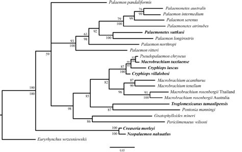 Consensus Topology From The Bayesian Analysis Bootstrap Values In The Download Scientific