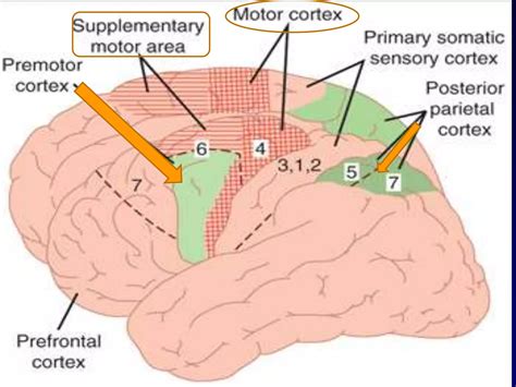 Pyramida And Extrapyramidal Tracts Pptx