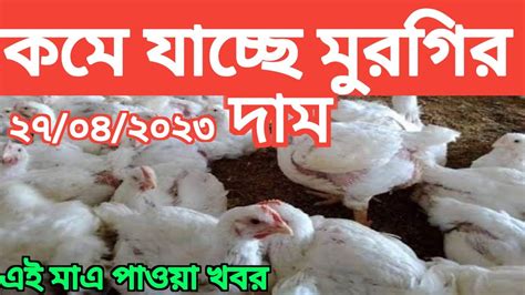 ব্রয়লার মুরগির আজকের বাজার দর। সোনালি মুরগির পাইকারি বাজার দর। মুরগির খুচরা বাজার দাম জেনে নিন