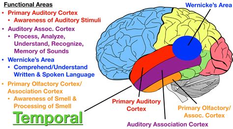 Olfactory Cortex Pathway