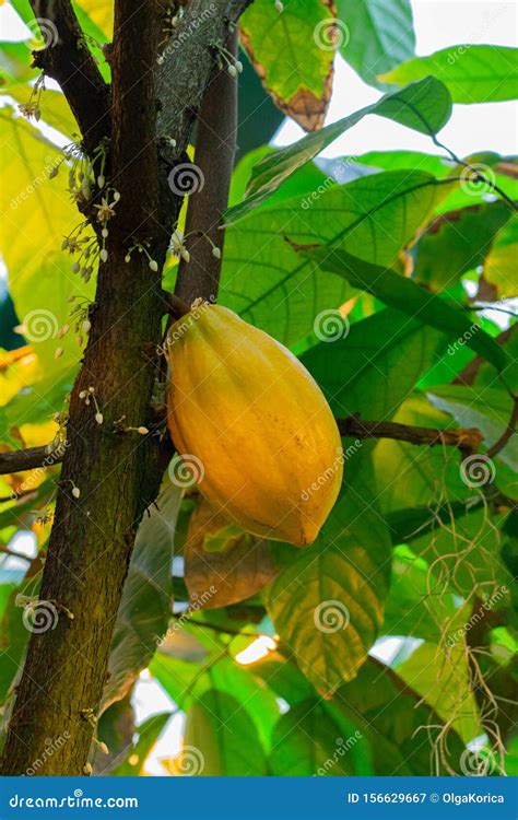 Natural Exotic Cocoa Fruit On A Cocoa Tree Branch Stock Image Image Of Harvest Green