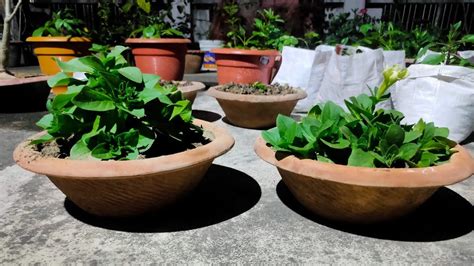 সহজে পিটুনিয়া ফুল চাষ ।। শীতের ফুল ।। শীতের ফুলের যত্ন ।। Youtube