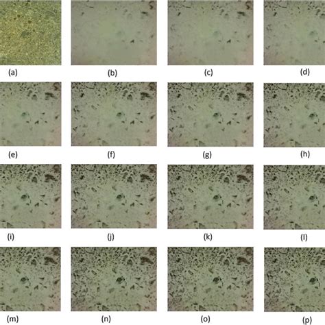Decision Tree Pie Of Classification Using Various Attribute Selection
