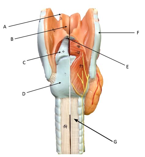 Posterior Larynx Section Diagram Quizlet
