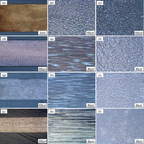 The Longitudinal Macrophotograph Longitudinal And Transverse