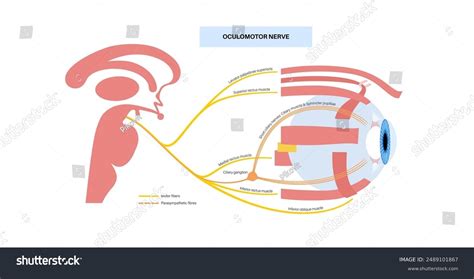 Oculomotor Nerve Human Brain Eye Anatomy Stock Vector Royalty Free 2489101867 Shutterstock
