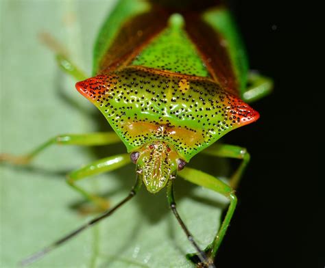 Insects Hemiptera Bug Macro Free Pictures Free Image From