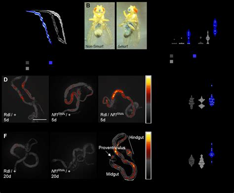 Loss Of Nf1 In Gaba A Receptor Neurons Reduce Longevity And Promote Download Scientific Diagram
