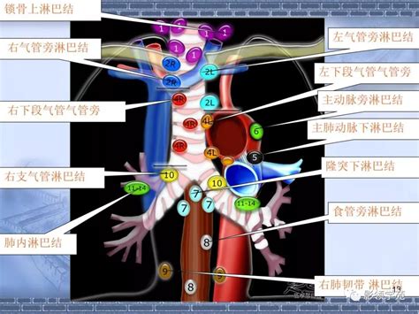 膈纵膈隐窝 纵膈 隐窝 大山谷图库