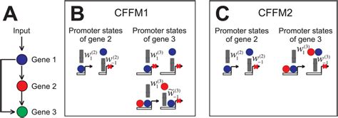 Two Types Of The Coherent Feed Forward Motif A A Schematic Of The Download Scientific Diagram