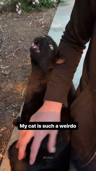 Funny Talking Cats Shorts 82 Youtube