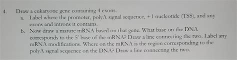 Solved 4 Draw A Eukaryotic Gene Containing 4 Exons A